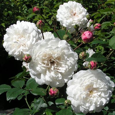 Rosa 'White Pet'