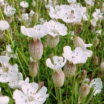 silene maritima alba