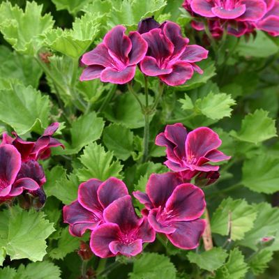 sybil geraniums