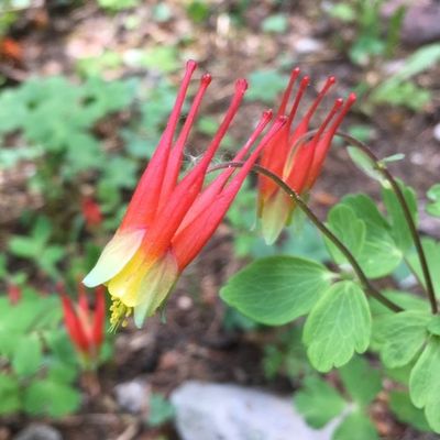Aquilegia elegantula