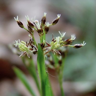 luzula sylvatica starmaker