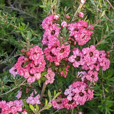 leptospermum ruby wedding