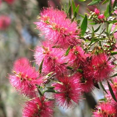 callistemon linearis