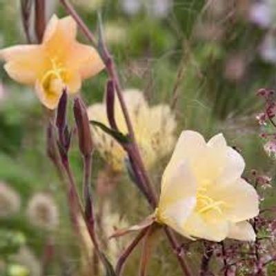 oenothera stricta