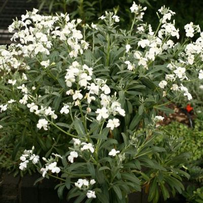matthiola alba