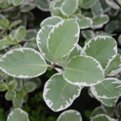 pittosporum variegated tarata