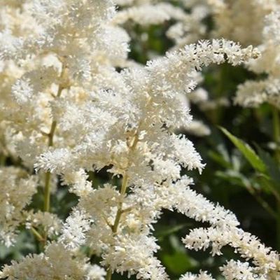 astilbe white pruning