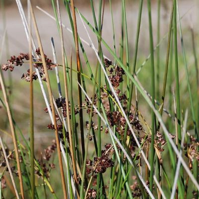 juncus twisted arrows zone
