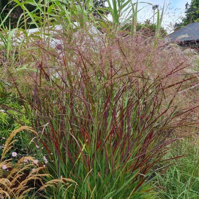 panicum virgatum ruby ribbons