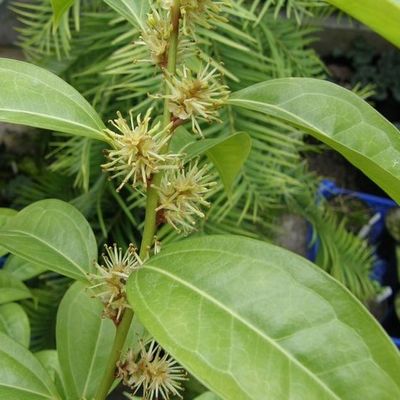 sarcococca ruscifolia pruning