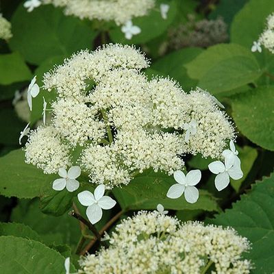 liquidambar styraciflua flower