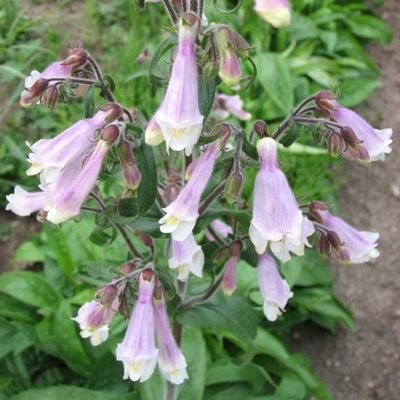 Penstemon hirsutus