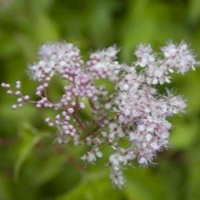 purple meadowsweet