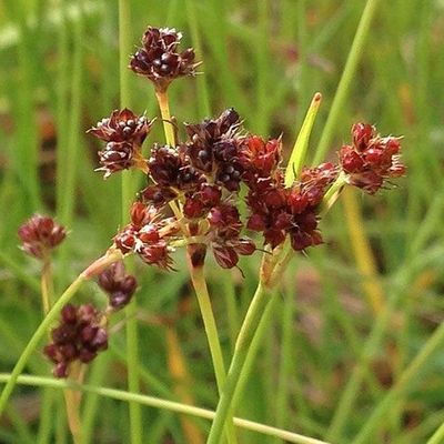 luzula sylvatica starmaker