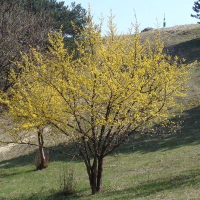 cornus mas multi stem