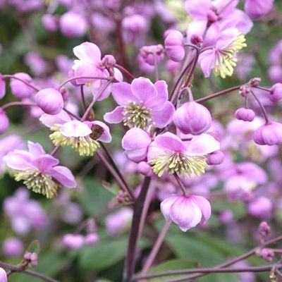 thalictrum diffusiflorum