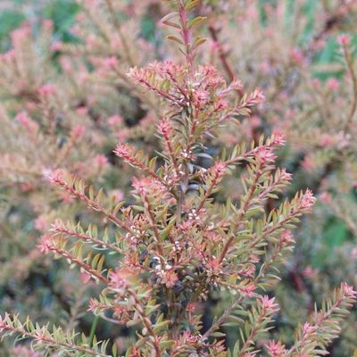 podocarpus red embers