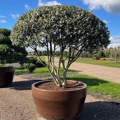 osmanthus multi stem
