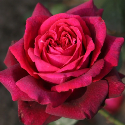 Rosa 'Royal Parfuma'