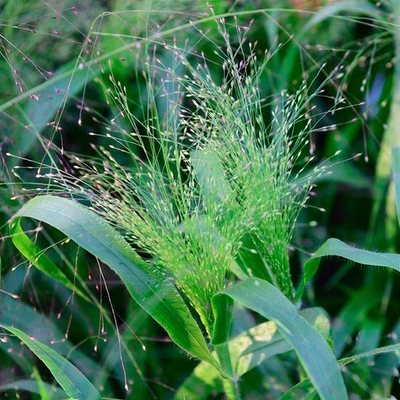 panicum rubrum