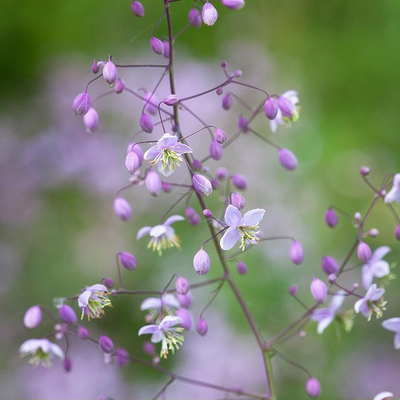 thalictrum decorum