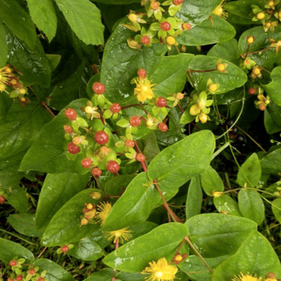 hypericum androsaemum pruning