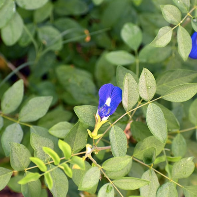 clitoria ternatea leaf