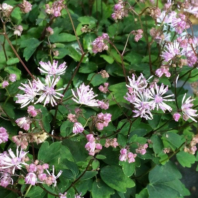 thalictrum diffusiflorum