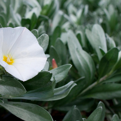 convolvulus silvaticus