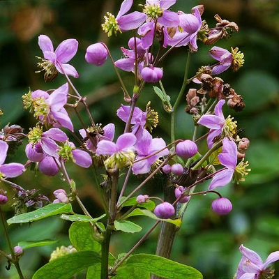 thalictrum decorum