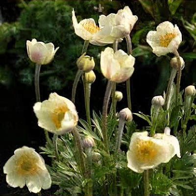 Anemone multifida 'Major'