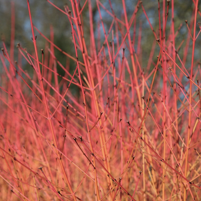 midwinter fire plant