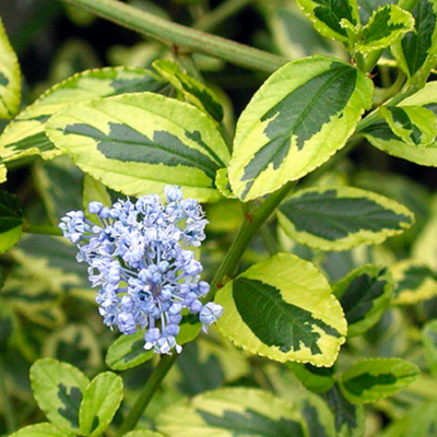 variegated ceanothus