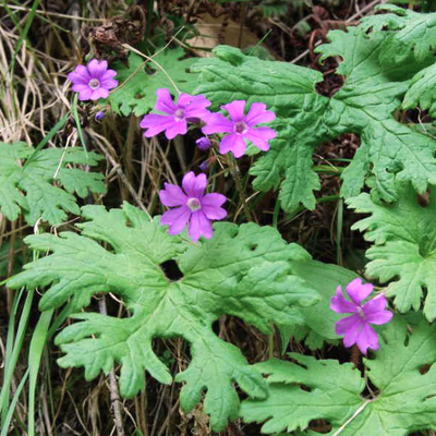 Primula latisecta