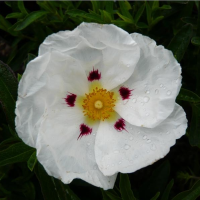 Cistus x dansereaui 'Decumbens'