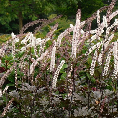 actaea simplex brunette agm