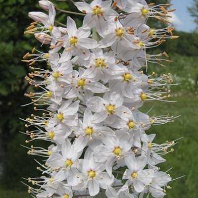 eremurus persicus