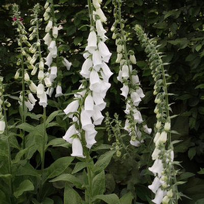 Digitalis purpurea f. albiflora