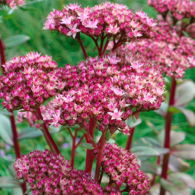 sedum robustum ruby glow