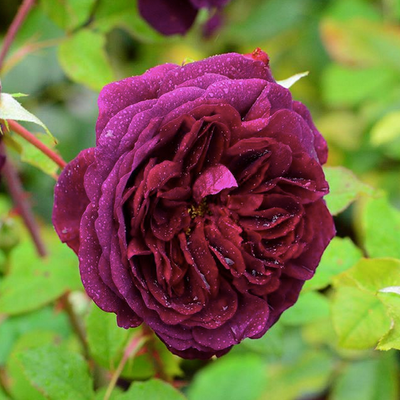 rosa ausbernard