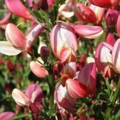 Cytisus x boskoopii 'Hollandia'