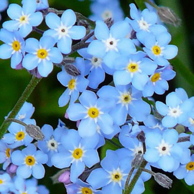 myosotis compindi