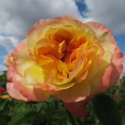 Rosa 'Henri Delbard'