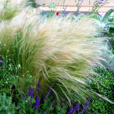 stipa tenuissima pruning