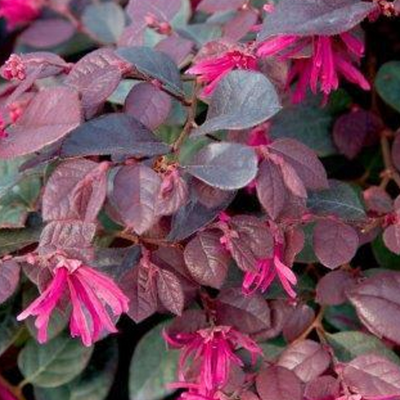 loropetalum rubrum ruby
