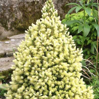 picea rydal