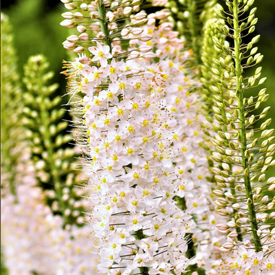 eremurus persicus