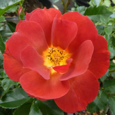 Rosa 'Espresso'