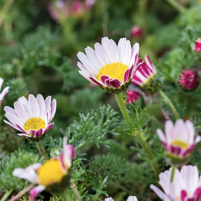pyrethrum plants uk