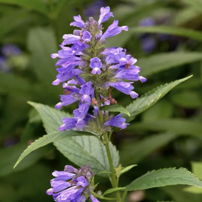 nepeta andre chaudron